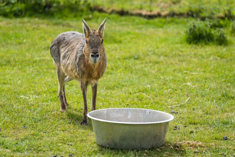 Little Brown Mara Animal Drinking Water from a Basin on the Grass Stock ...