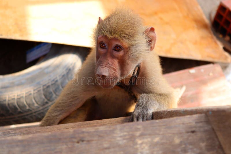 Bilqius - Photographer profile