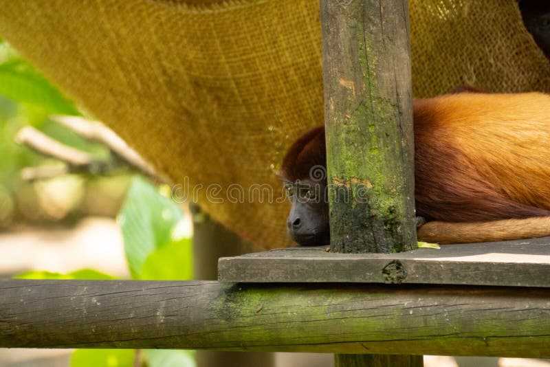 Little Brown Monkey Resting and Watching Stock Photo - Image of hairy ...
