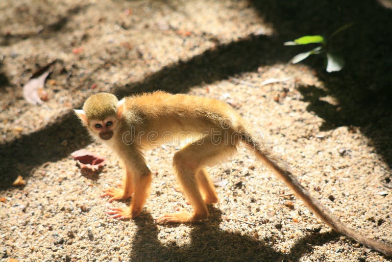 Little brown monkey stock image. Image of portrait, nature - 81637233