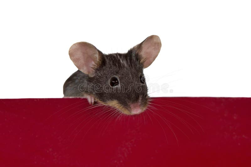 Brown pet mouse stock photo. Image of mice, funny, cute - 17033672