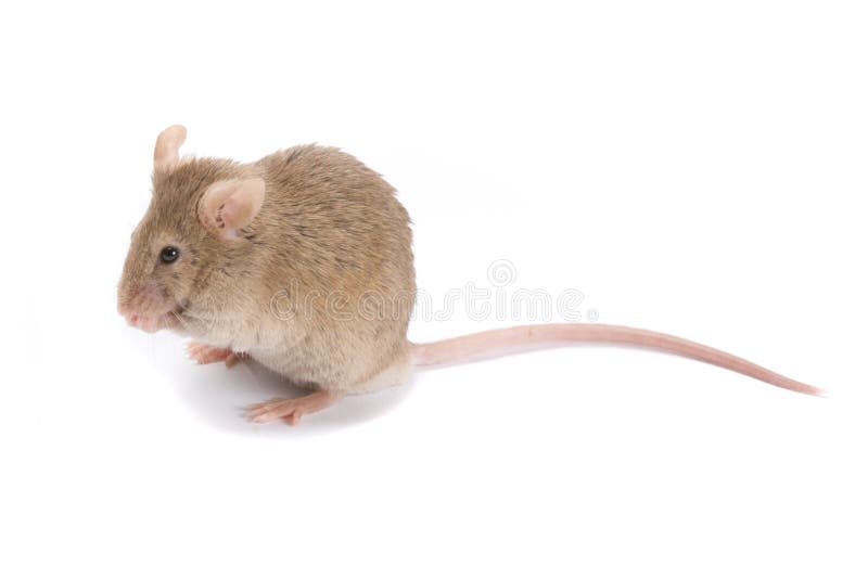 Little brown mouse. stock image. Image of field, lure - 6887133