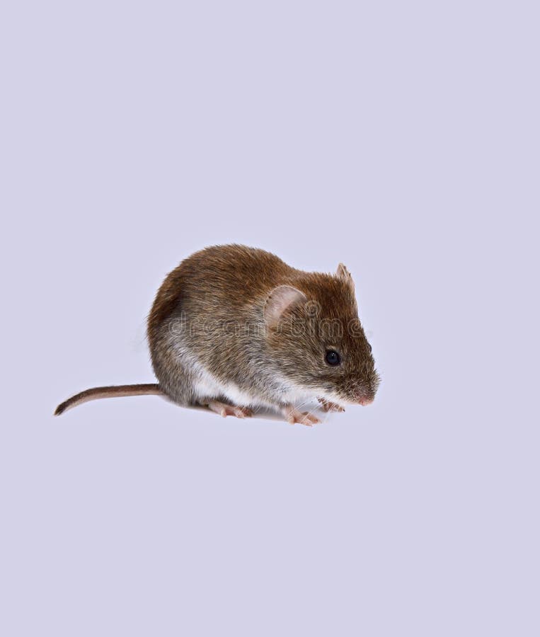 Little Brown Mouse Isolated Stock Photo - Image of ears, tail: 35490872