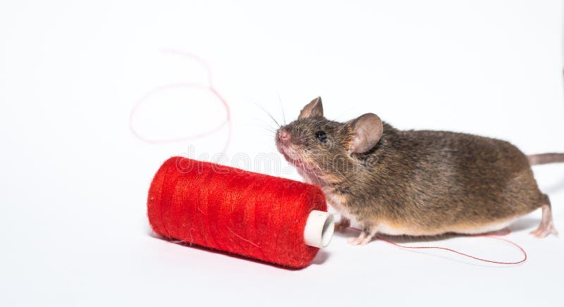 Little brown mouse stock image. Image of mammal, brown - 100574861