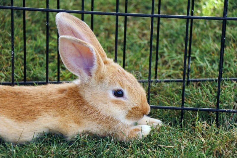 Little Brown Rabbit or Bunny in Lying on a Green Grass Stock Photo ...