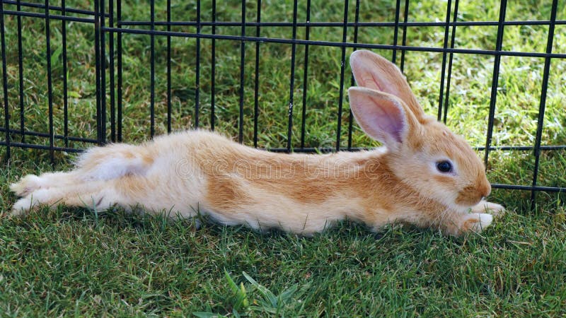 Little Brown Rabbit or Bunny in Lying on a Green Grass Stock Image ...