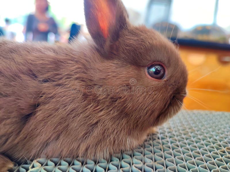 Little Brown Rabbit, Cute and Cute Stock Photo - Image of animals ...