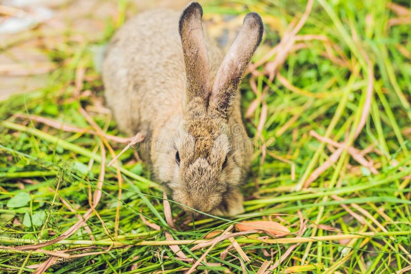 Little Brown Rabbit on the Farm, Close Up Stock Photo - Image of animal ...