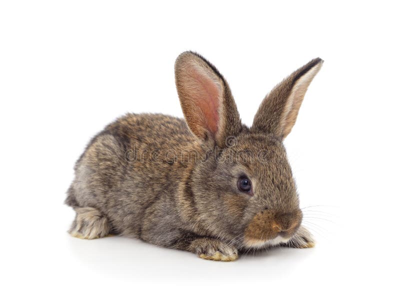 Two Little Brown Rabbits are Sitting Stock Photo - Image of coward ...