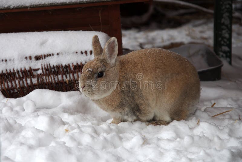 Little Brown Rabbit in the Snow Stock Image - Image of blanket, mammal ...