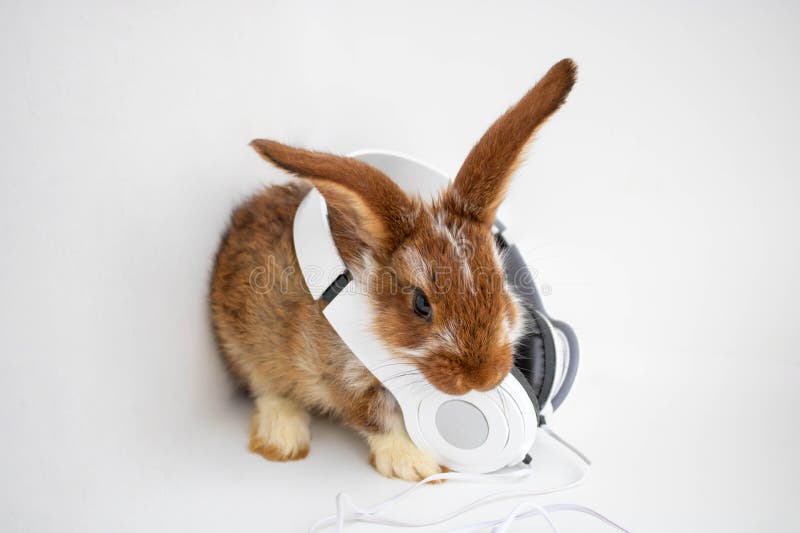 A Little Brown Rabbit with White Headphones. the Concept of Easter ...