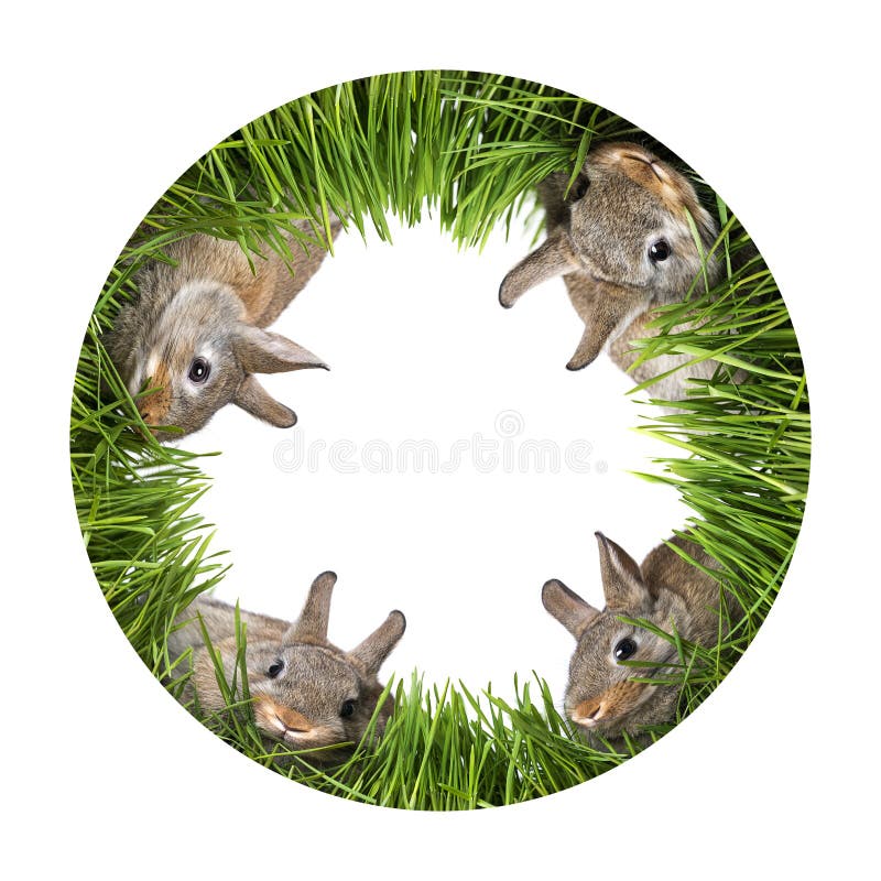 Rabbit Eating Grass Stock Illustrations – 613 Rabbit Eating Grass Stock ...