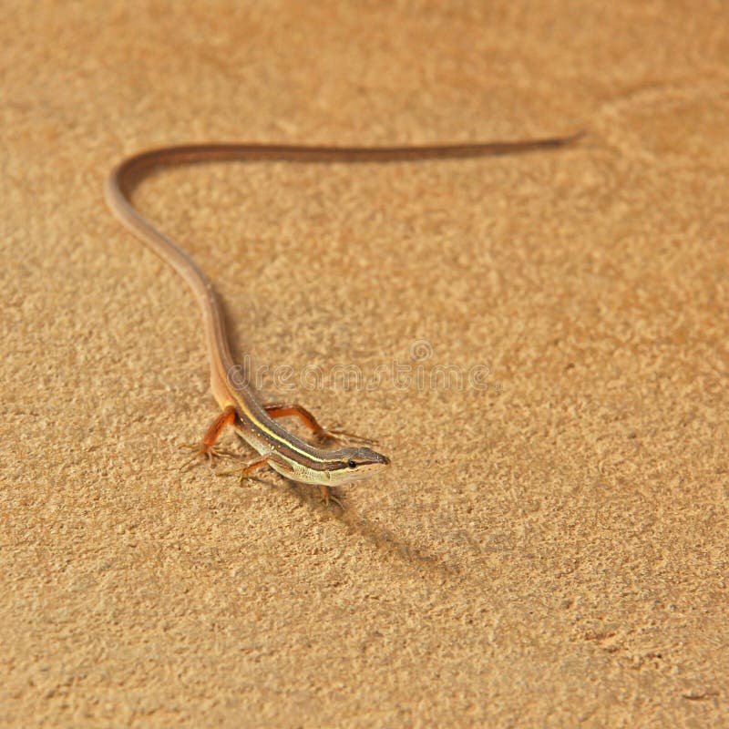 Little brown skink stock image. Image of brown, creature - 42533739
