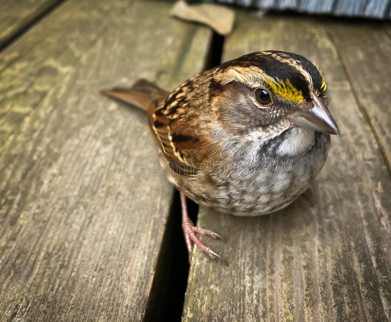 Little Brown Sparrow Bird on Deck Stock Photo - Image of bird, wood ...