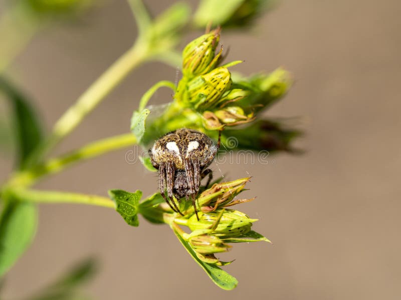 Little Spider in the Rays of the Sun Stock Photo - Image of spider ...