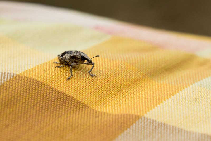 Little Brown Weevil Close Up Stock Photo - Image of weevil, wildlife ...
