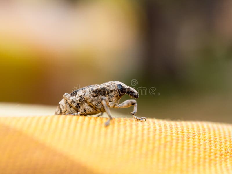 Little Brown Weevil Close Up Stock Photo - Image of insect, beetle ...