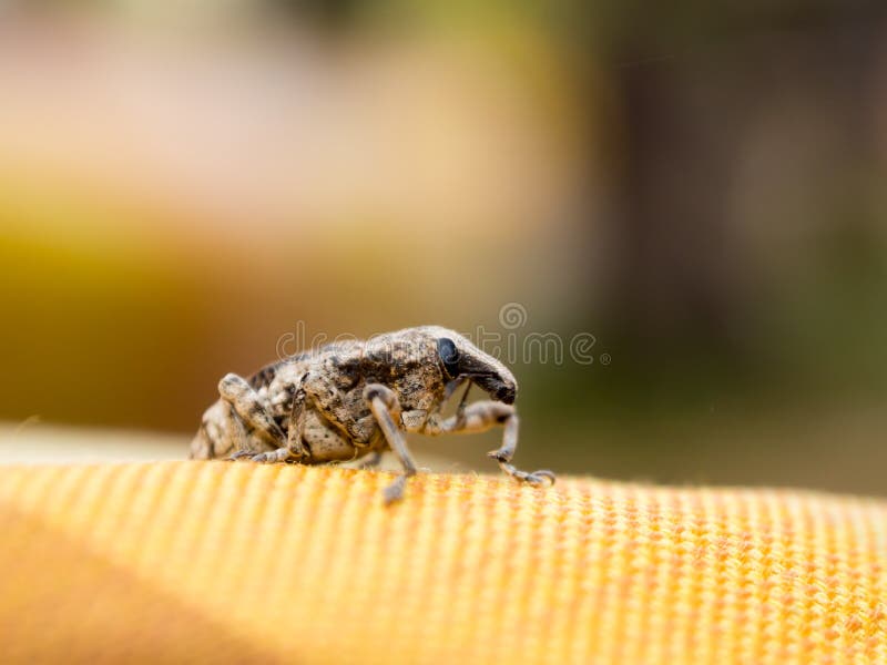Little Brown Weevil Close Up Stock Photo - Image of animal, fauna: 82679188