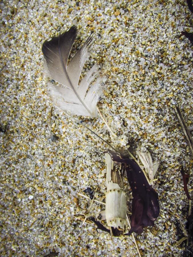 Bird Feather in Sand at Beach Stock Photo - Image of bird, pebbles ...