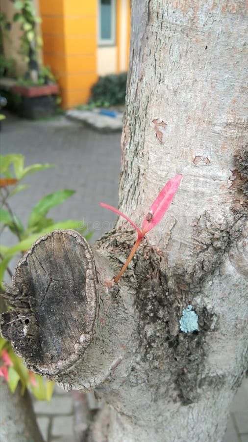 Little bud of red stock image. Image of growing, little - 250825925