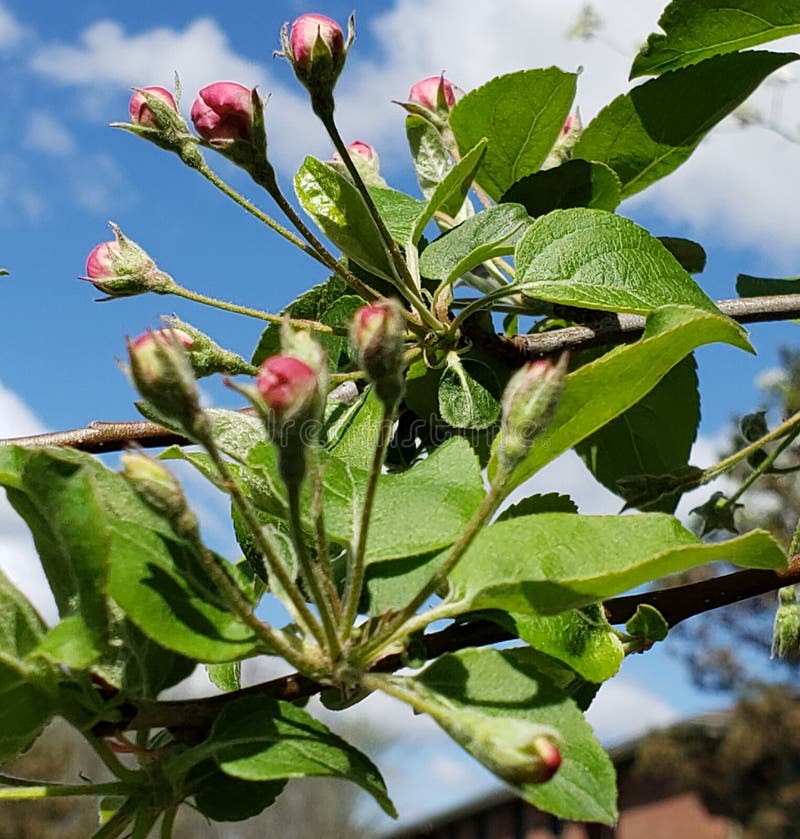 Buds on branch. stock photo. Image of life, leafs, buds - 2259150