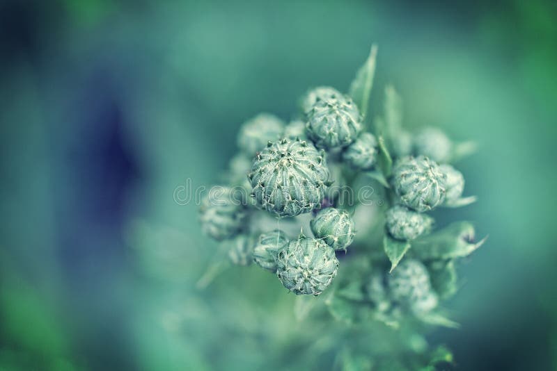 Little buds stock image. Image of closeup, detail, flora - 56882063