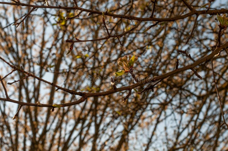 Little Buds Developing at a Twig of an Apple Tree Stock Photo - Image ...