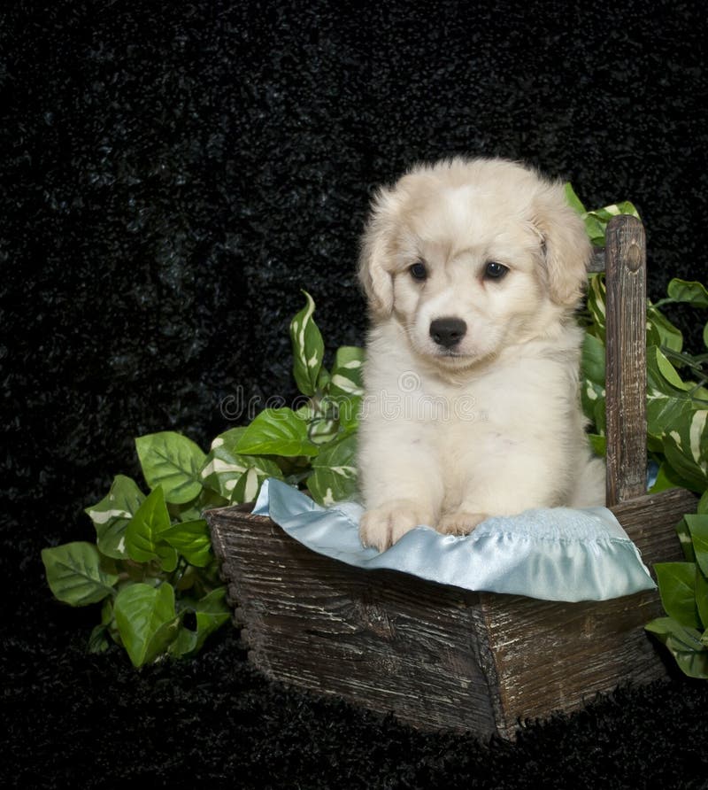 Cute Buff Puppy stock photo. Image of flower, alertness - 20740546