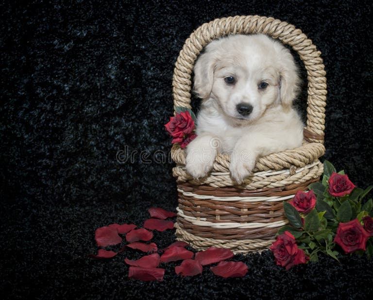 2,706 Buff Color Stock Photos - Free & Royalty-Free Stock Photos from ...