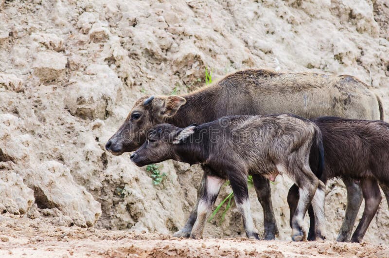 Little Buffalo stock image. Image of field, baby, dangerous - 44560291