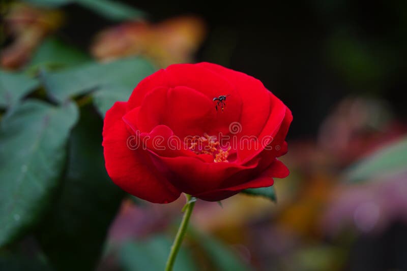 Little Bug Captured on a Red Rose Stock Image - Image of flower ...