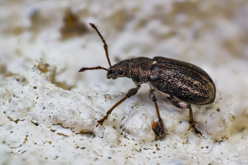 Little Bug Close Up in Spring Time Stock Image - Image of disbelief ...