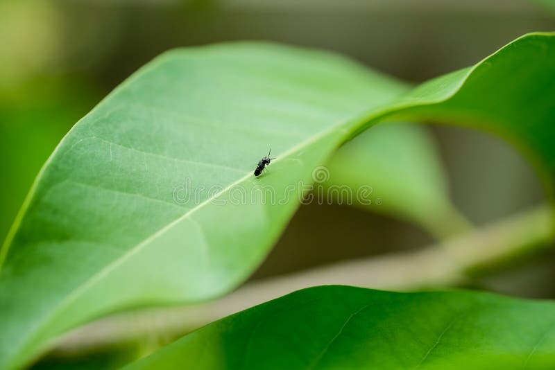 Little Bug. stock photo. Image of tree, drops, green - 93489714