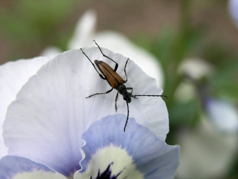 Beetle on a white flower stock photo. Image of detail - 175451190