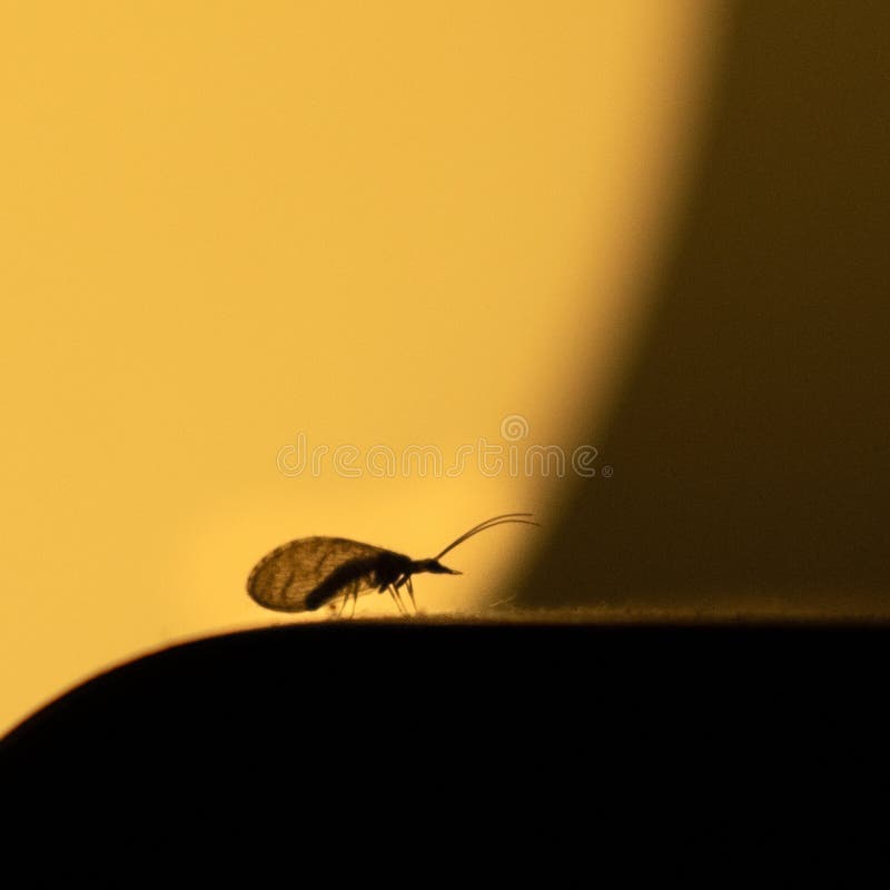 Little bug at night stock photo. Image of background - 164781294