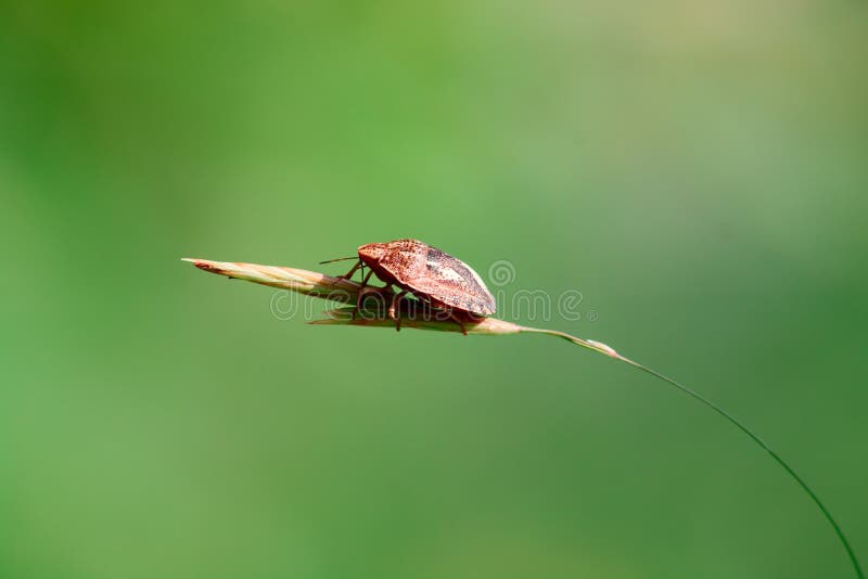 Little Bug Skunk on Thin Grass. Macro Photo Stock Image - Image of crum ...