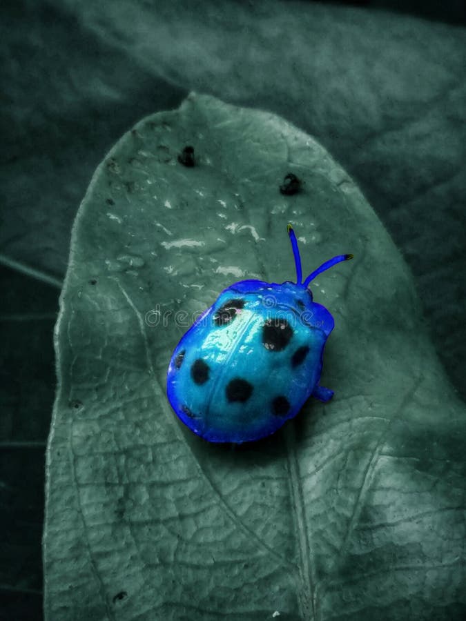 A little bug Spotted stock photo. Image of nature, garden - 260013602