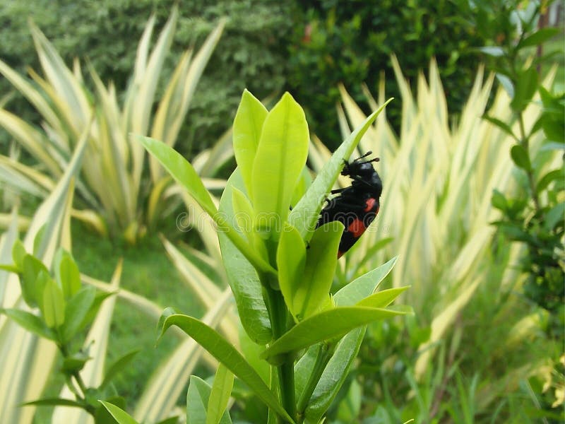 Little bug stay on tree stock photo. Image of animal - 263225636