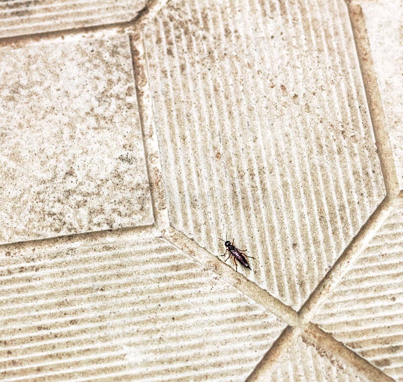 Little bug on track stock image. Image of trail, washed - 92534607