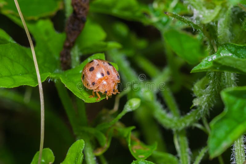 Little bug on vegetable stock image. Image of lovely - 77085373