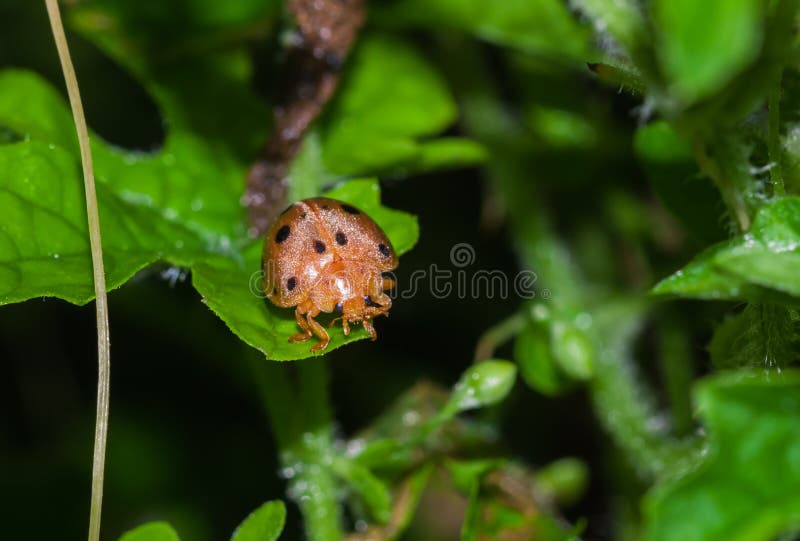 Little bug on vegetable stock photo. Image of leptinotarsa - 77085488