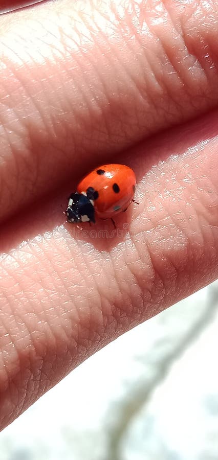 13 little bugs stock photo. Image of texture, nature - 64594662