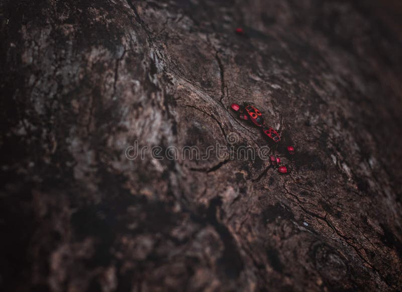 Little Red Bugs in Field on a Leaf Stock Image - Image of lygaeidae ...