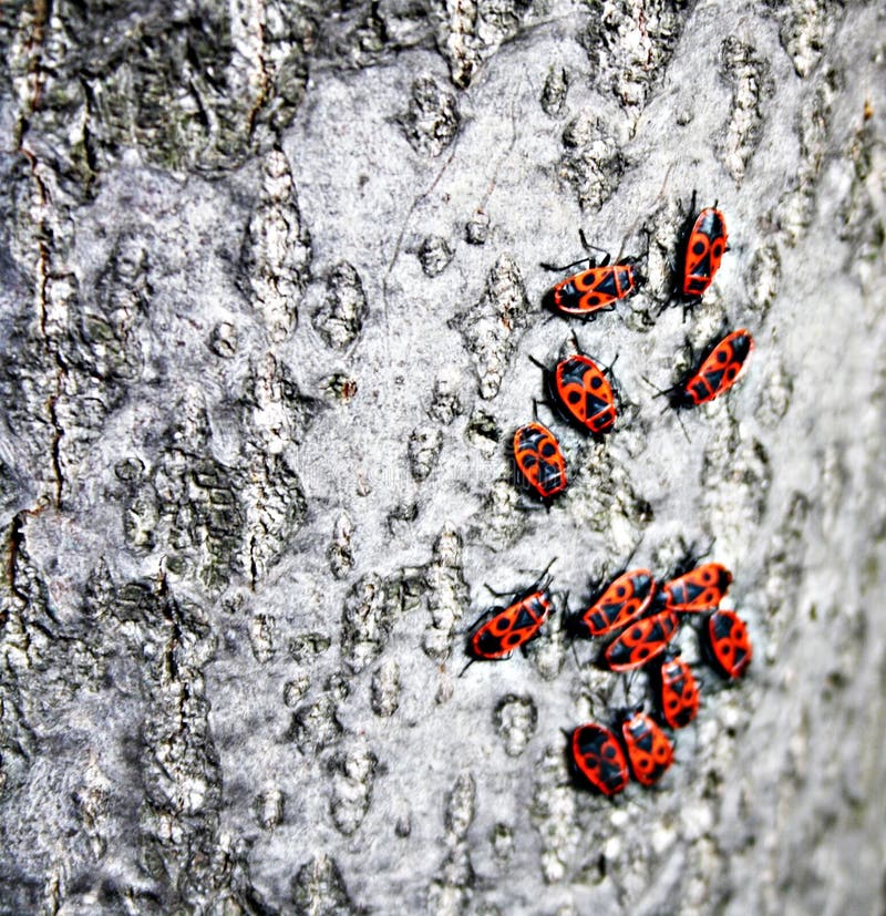 13 little bugs stock photo. Image of texture, nature - 64594662