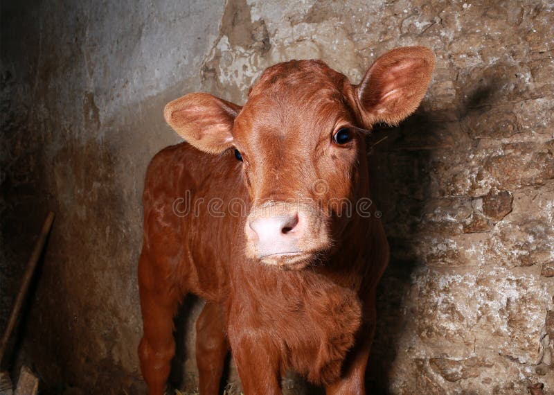 Little Bull Stands in an Old Stone Barn for Cattle Stock Photo - Image ...