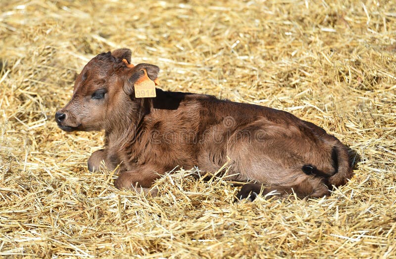 A Little Bull Cub in a Herd Stock Photo - Image of death, running ...