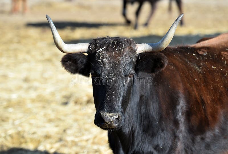 A Little Bull Cub in a Herd Stock Photo - Image of culture ...