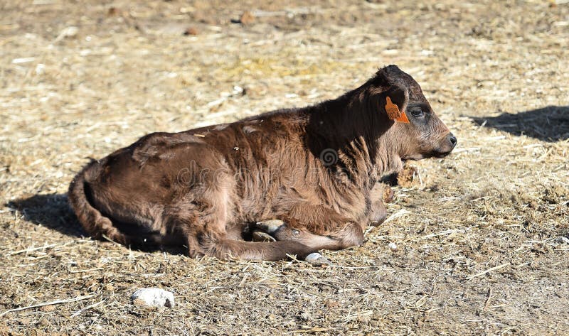 A Little Bull Cub in a Herd Stock Image - Image of bull, dead: 199107879