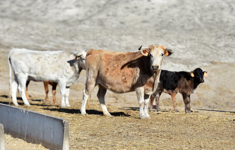 A Little Bull Cub in a Herd Stock Image - Image of risk, emotion: 199107957