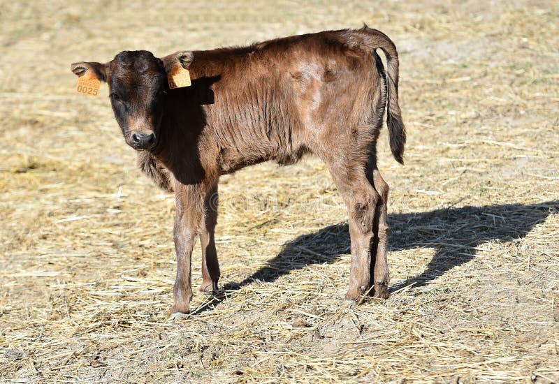 A Little Bull Cub in a Herd Stock Photo - Image of ferocious, emotion ...